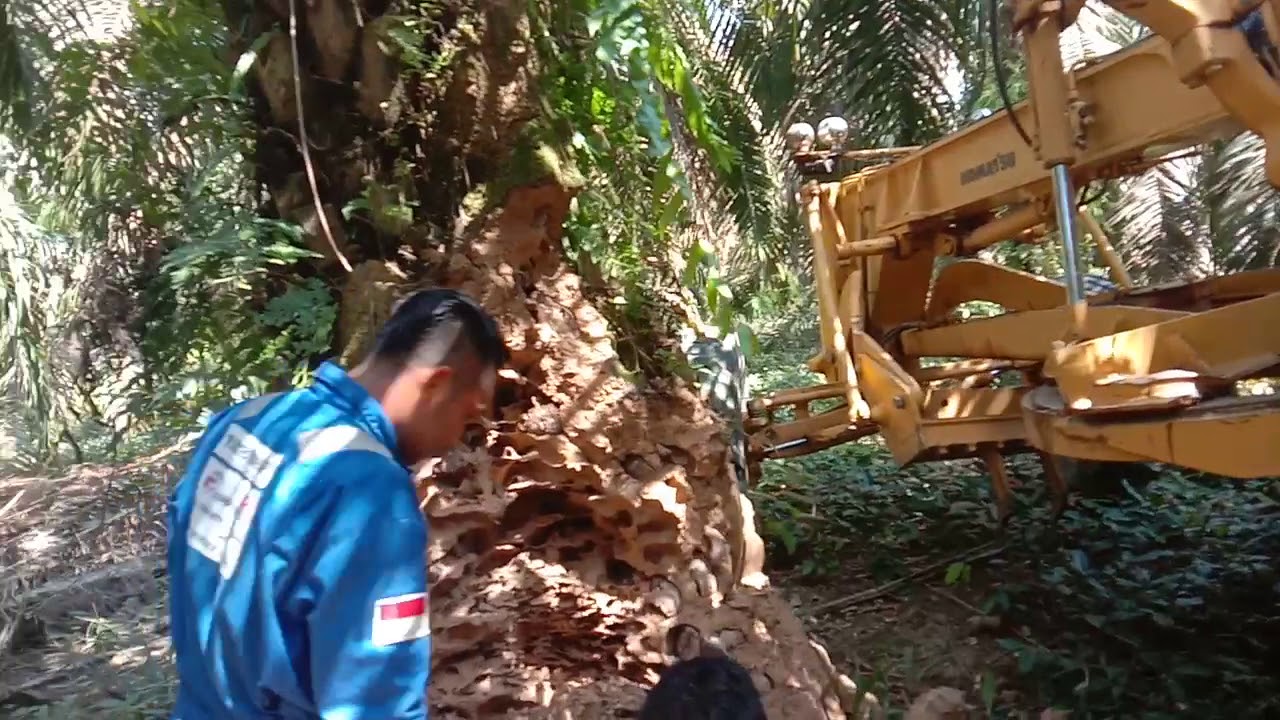 Khasiat ratu laron - YouTube