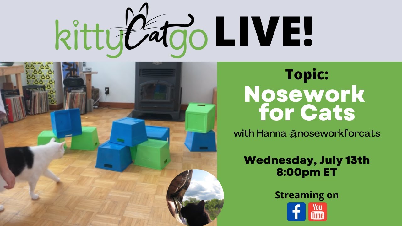 KittyCatGO LIVE with Hanna of Nosework for Cats - YouTube