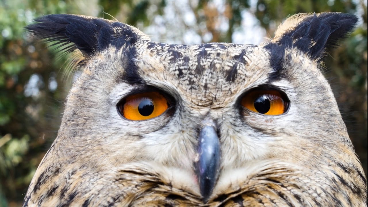 Happisburgh Owls Documentary // BBC Voices - YouTube