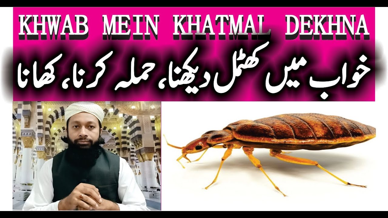 Khwab Mein Khatmal Dekhna Ki Tabeer | خواب میں کھٹمل دیکھنا | Bed Bugs ...