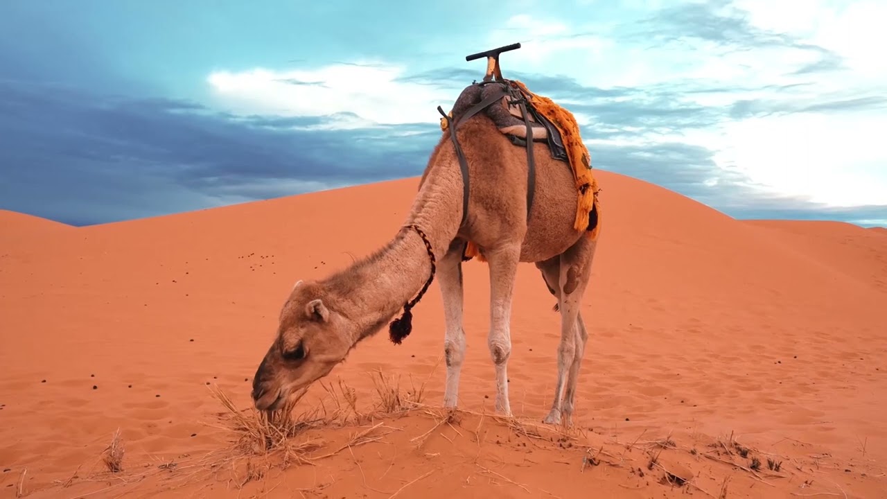 Jessica Jay - Casablanca (KaktuZ RemiX 2022) - YouTube