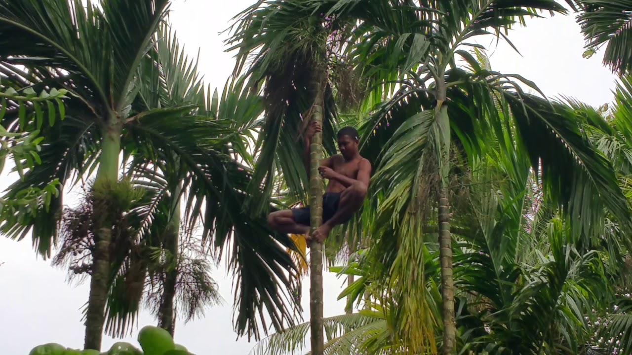 Dillon climbing betel nut trees to harvest - Ked, Airai, Palau - YouTube