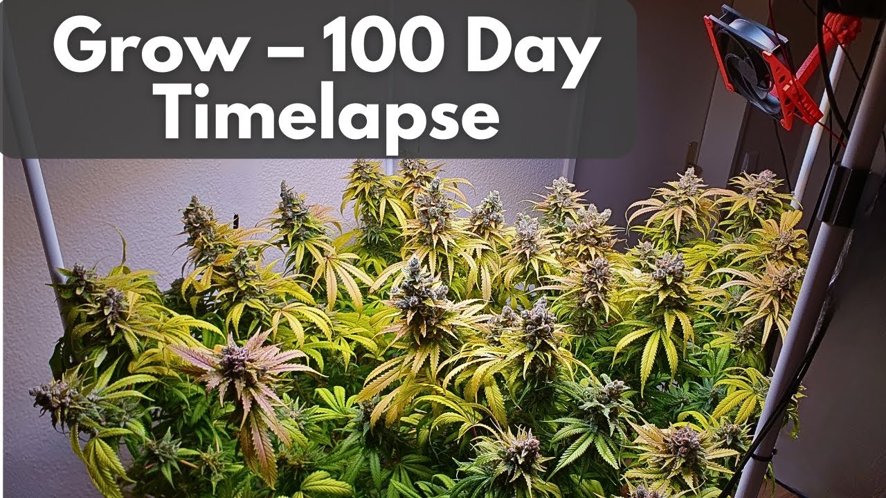 Cannabis SCROG Timelapse – 100 Days in 3 Minutes Clone to Harvest - YouTube
