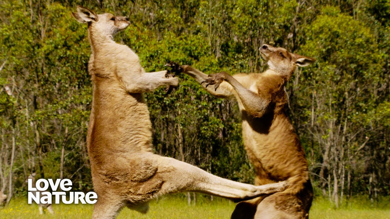 Australia: Throw Punches With Power-Hungry Kangaroos | Battle of the ...