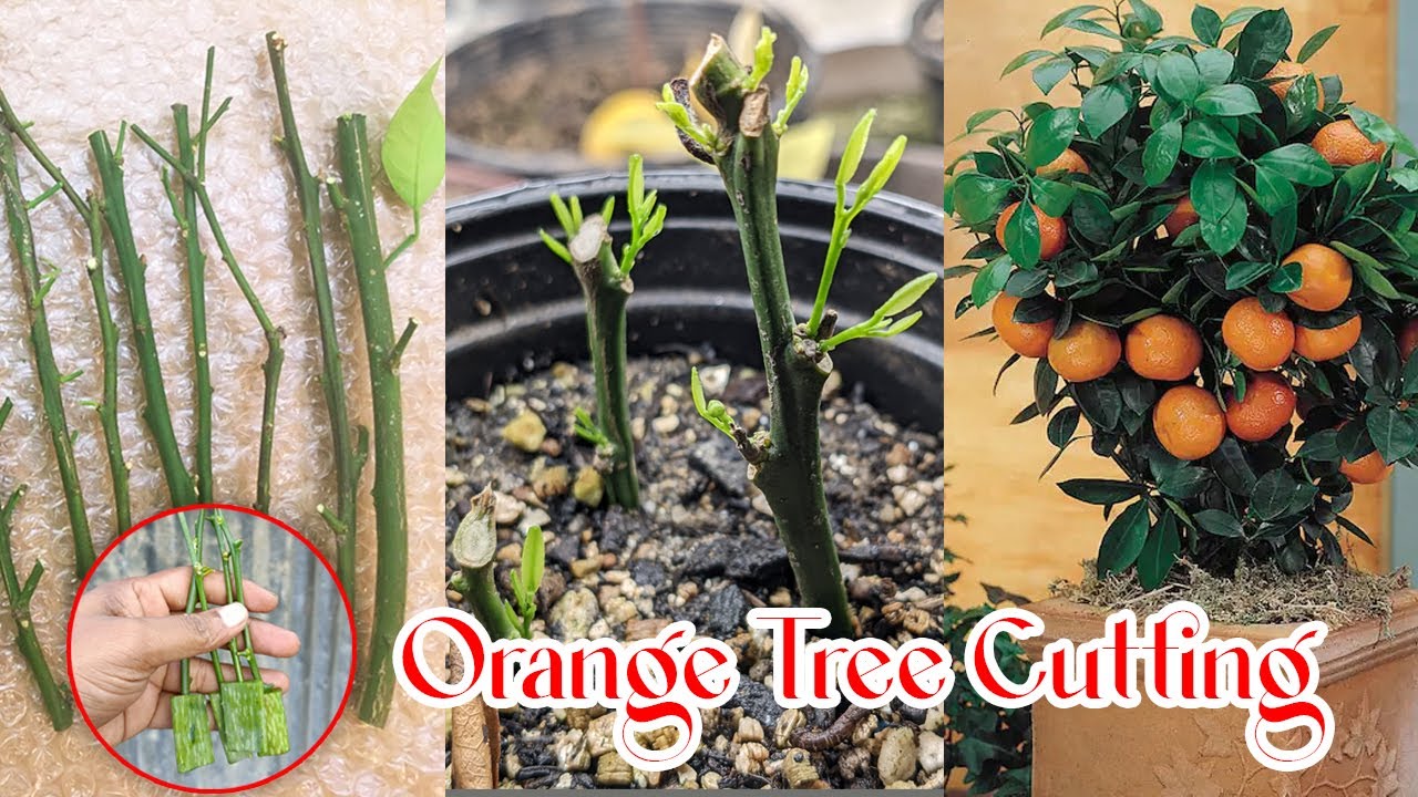 How to grow orange tree from cutting 🍊 Orange tree propagation - With ...
