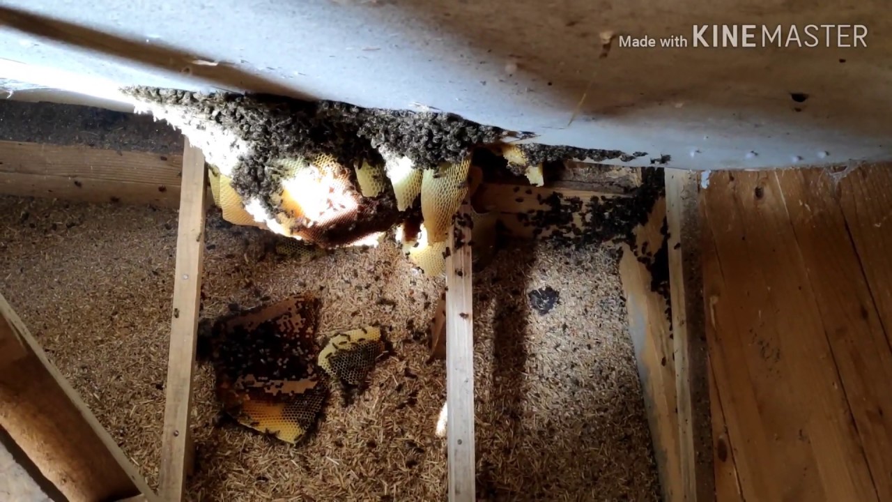 Roj pčela u ambaru - YouTube