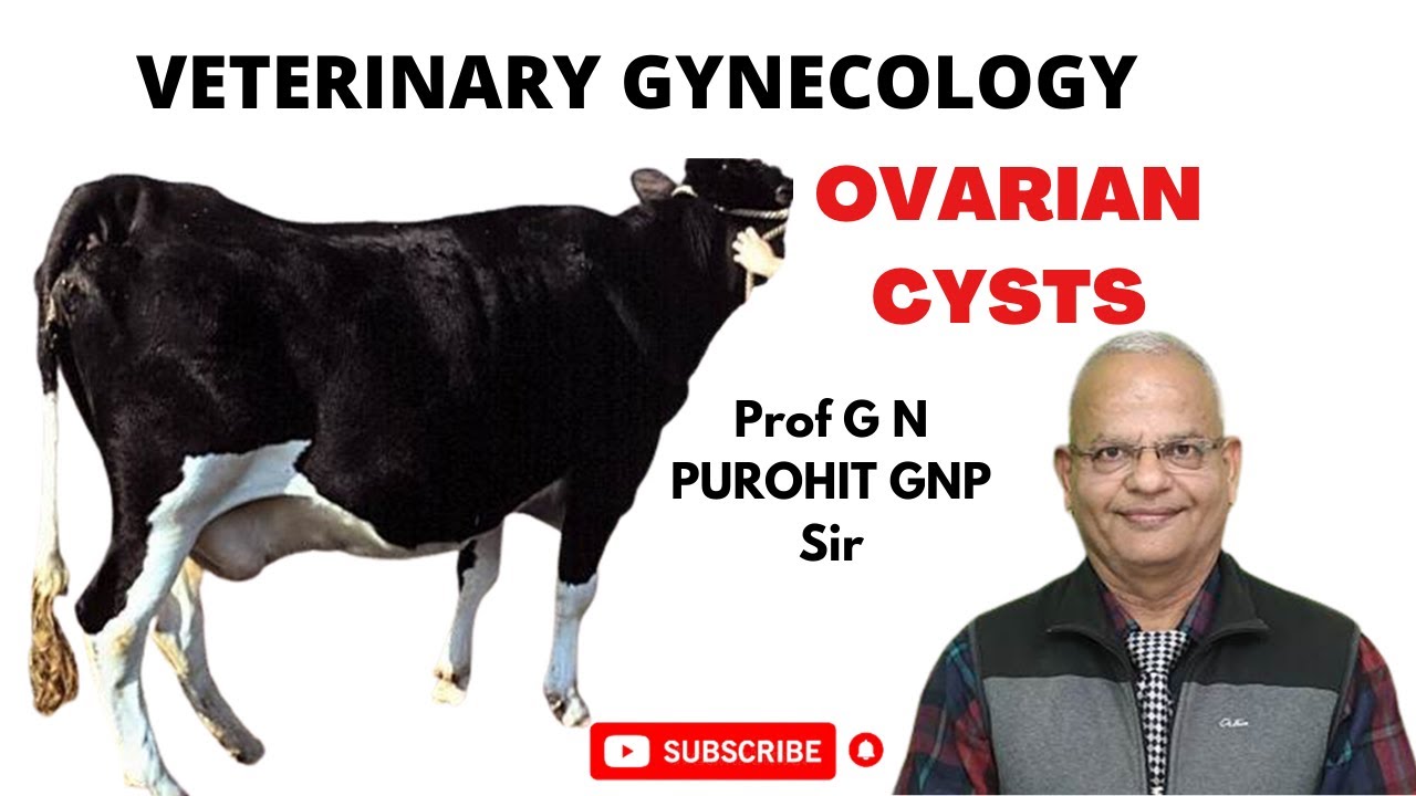 Uncovering the Secrets of Animal Ovarian Cysts: What You Need to Know ...