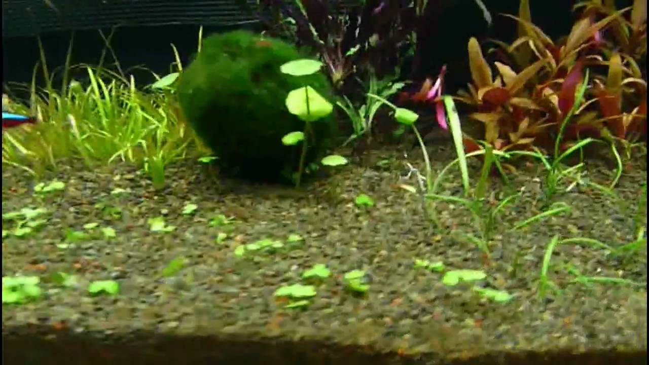 ADA Fish Tank Update - YouTube
