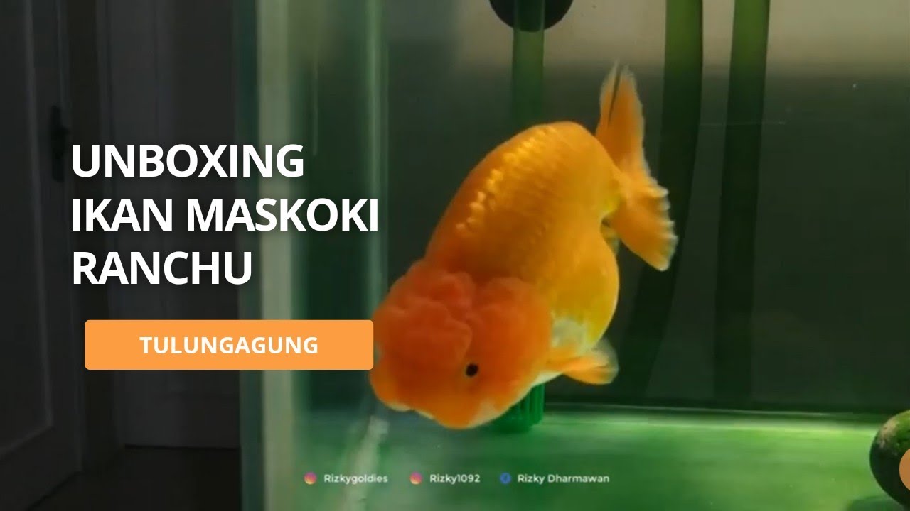 Unboxing Ikan Maskoki Ranchu Pertama di Aquarium Baru - YouTube