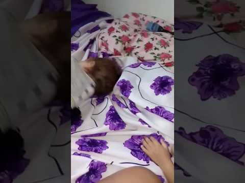 Preguiça gostosa