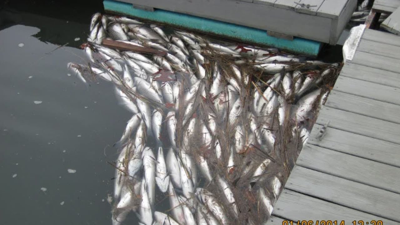 Striped Bass dying in Old Lyme - YouTube