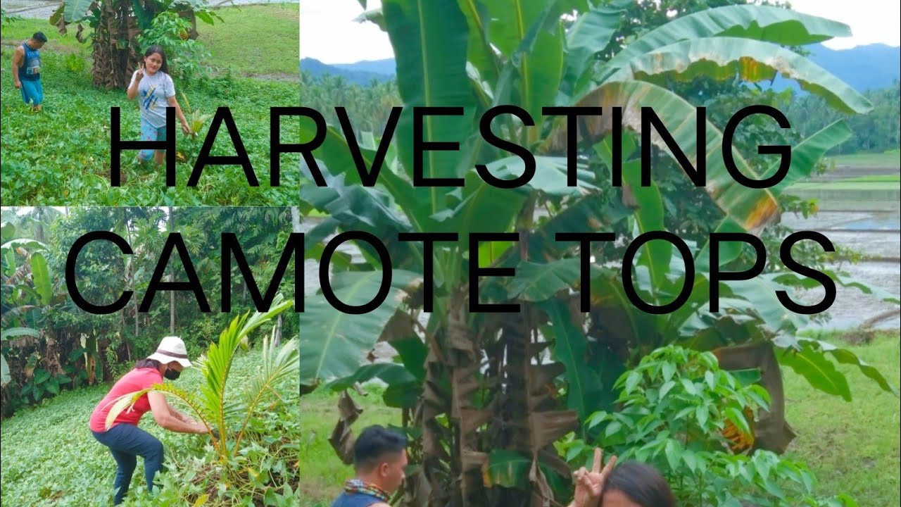 HARVESTING CAMOTE TOPS FRESH FROM THE FARM/ BUHAY PROBINSIYA/ INDAY ...