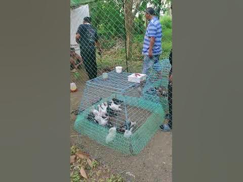 WPC NATIONAL BANDED - YouTube