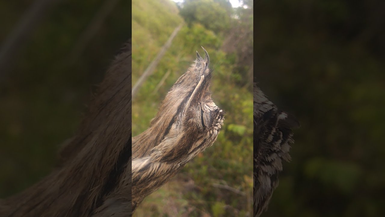 A Rare Close Up of the Brazilian Urutau || ViralHog - YouTube