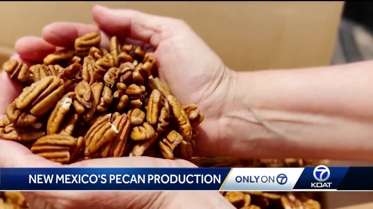 Celebrate New Mexico: Pecan Orchards - YouTube