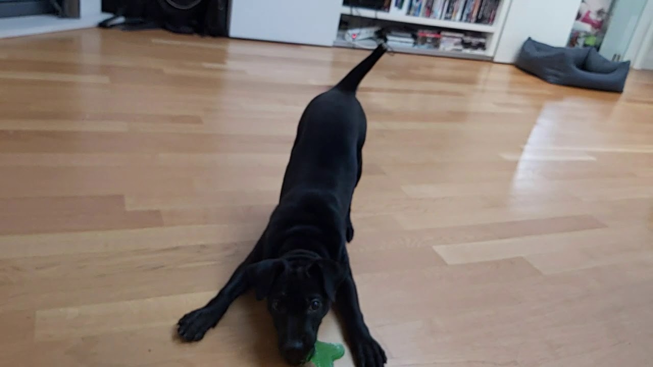 PATTERDALE PUP PULL TERRIER ART FELL BSL ESTACADO SPYKER 4 MONTHS - YouTube