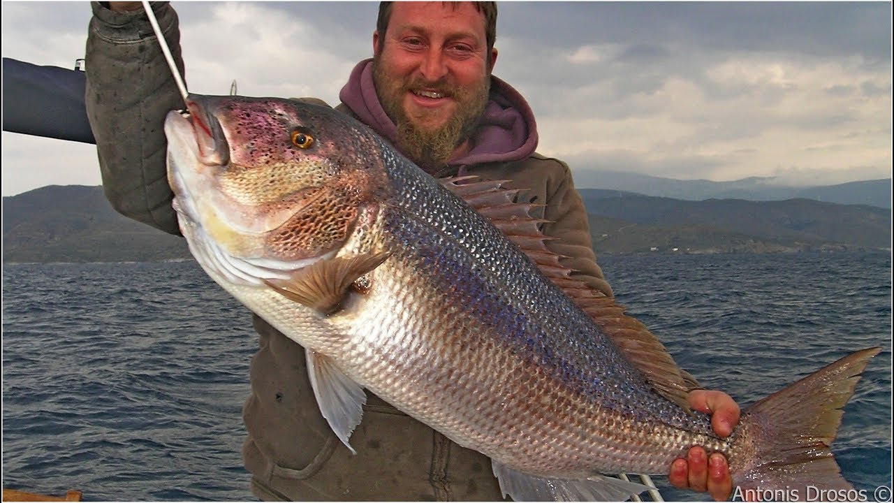 Μεγάλες συναγρίδες στη συρτή φύλακα - Big dentex dentex to trolling ...