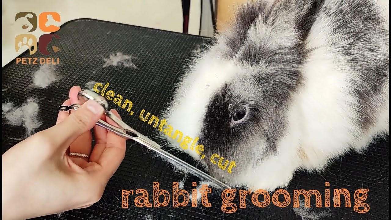 how to groom a rabbit - clean rabbit body, untangle fur, cut nails ...