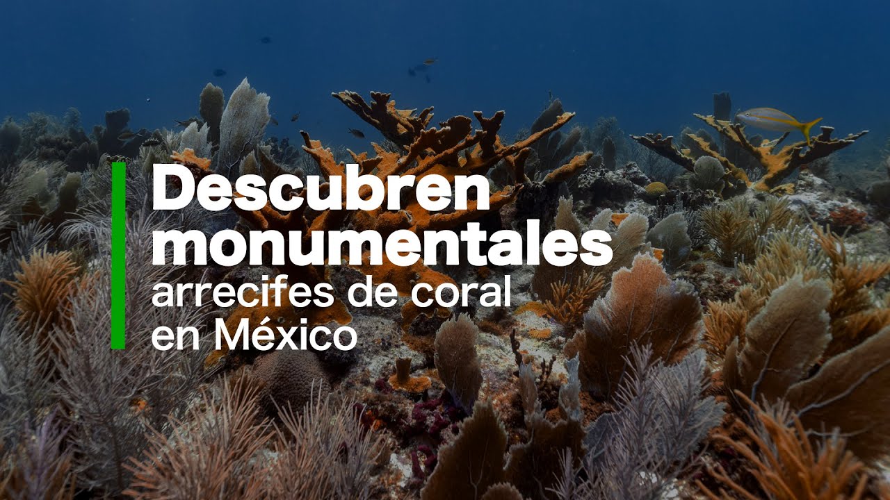 Científicos descubren monumentales arrecifes de coral en el Golfo de México - YouTube