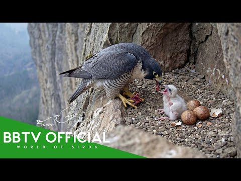 Peregrine Falcon: 150 Days From Egg to Survivor | Part 1