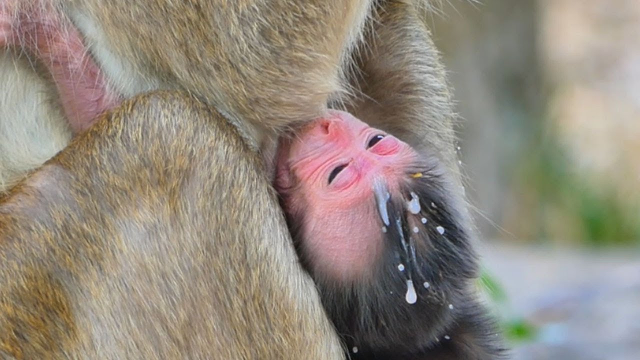 Milk Dropping On New Born baby Monkey Face While Milking #HowMonkeyCry ...