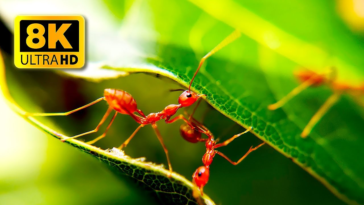 Ants in Macro in 8K ULTRA HD / 8K TV - YouTube