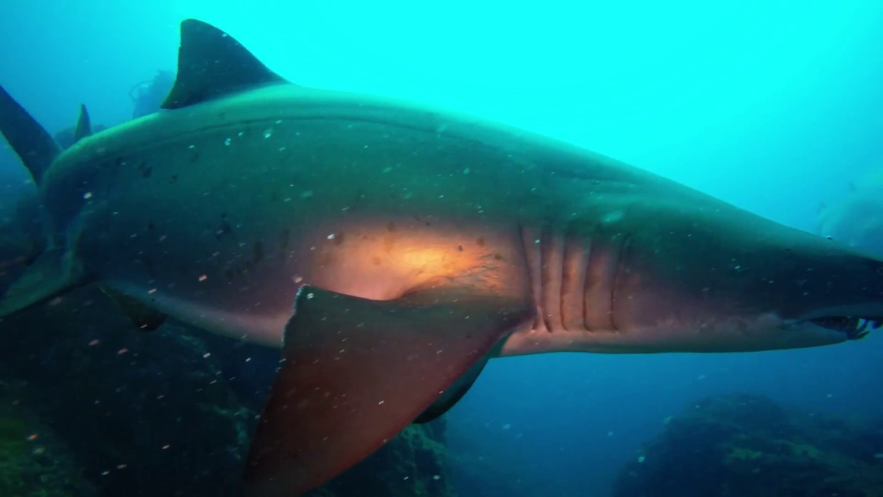 Scuba Dive Wolf Rock 05-05-18 - YouTube