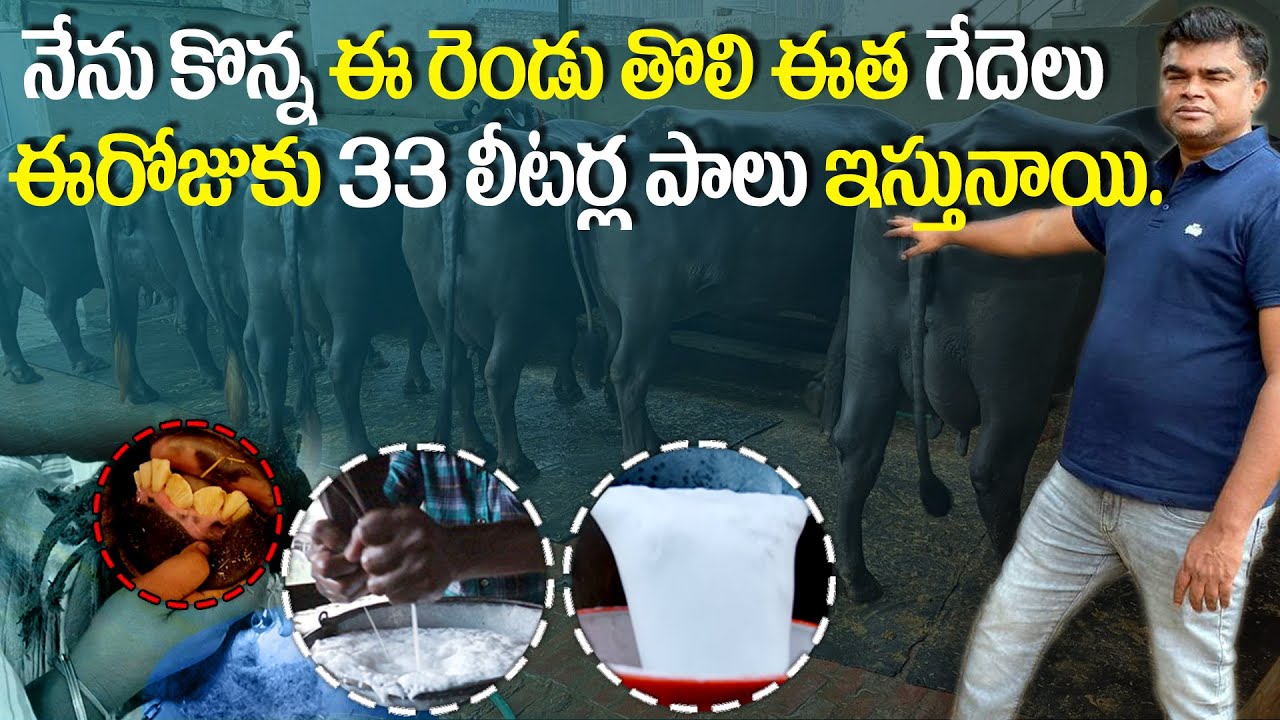 First Lactation Highest Milking Murrah Buffalo milk record 18 liter per day | Kari Dairy ...