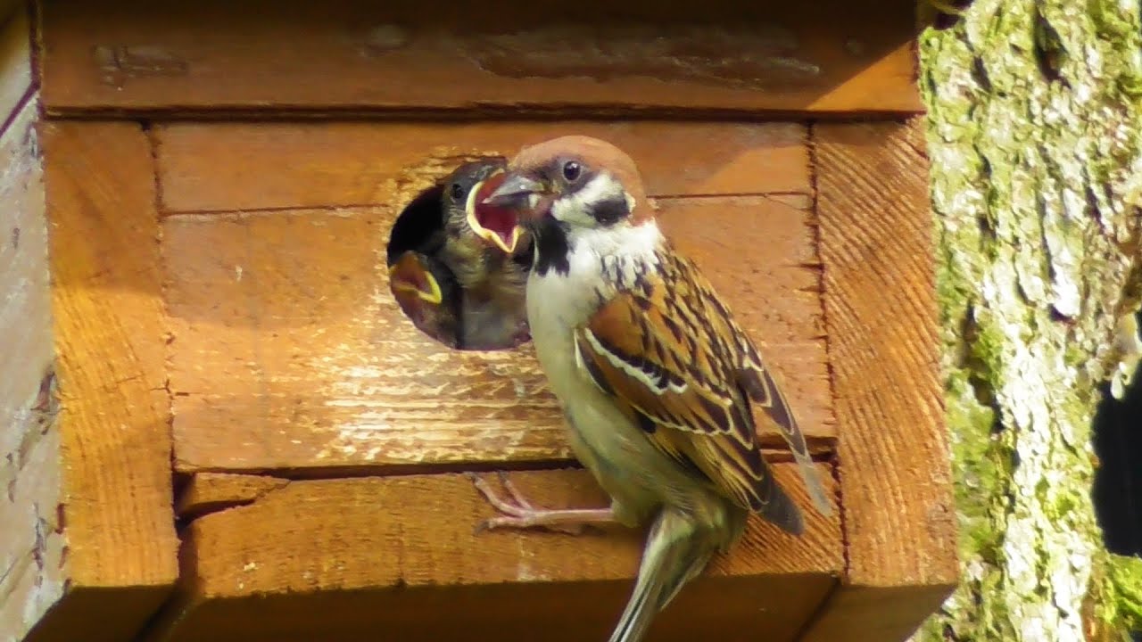 Sparrow Babies - Sparrow Parents have a full time Job in my Garden ...