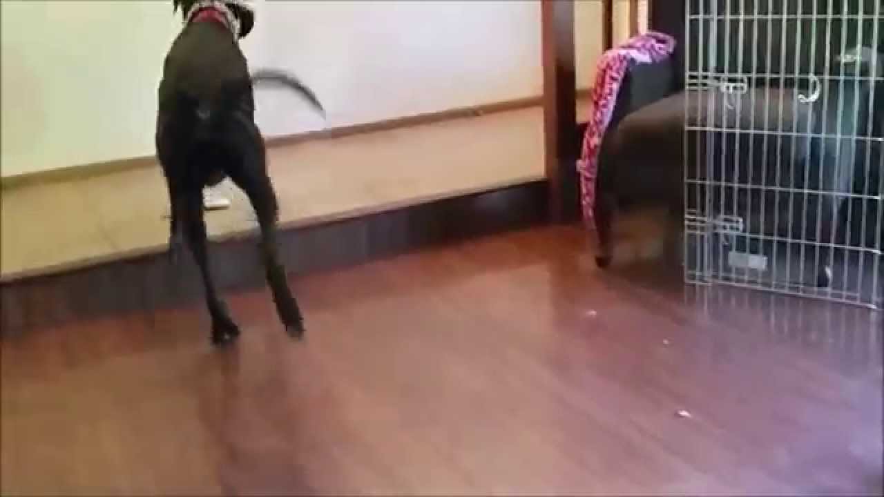 Luke training w ball and boy - YouTube