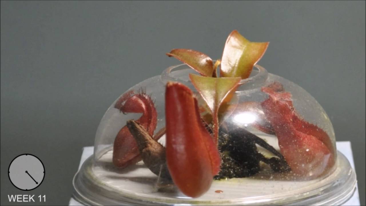 'Bill Bailey' & 'Lady Luck' time lapse - week 19 - YouTube