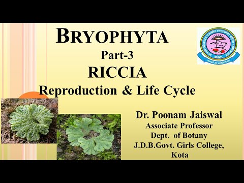 Dr. Poonam Jaiswal, Byrophyta Part-3, Riccia- Reproduction & Life cycle ...