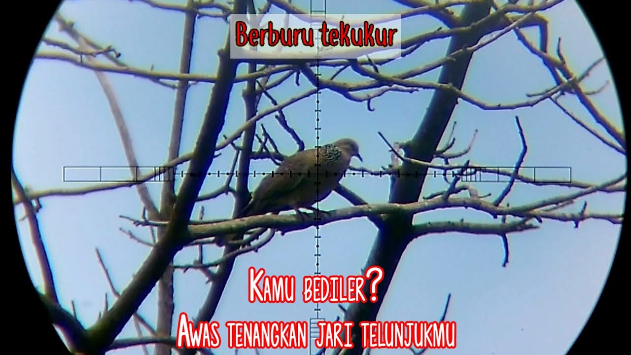 berburu tekukur menenangkan jiwa || berburu tekukur di spot baru - YouTube