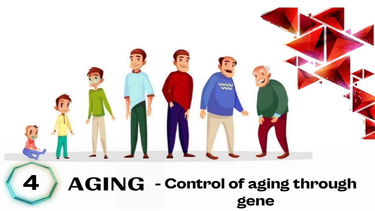 AGING -Control of aging through gene (DEVELOPMENTAL BIOLOGY) - YouTube