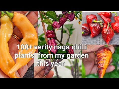 4 October2023 .100 + verity naga chilli plants from my garden shoker ...