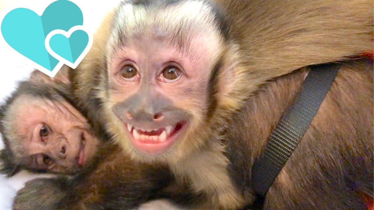 Baby Monkey Loves His Big Brother! - YouTube