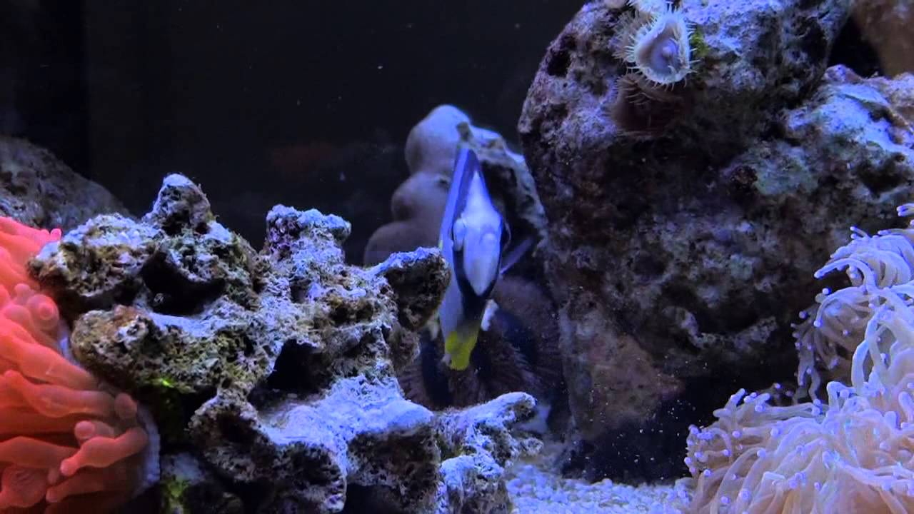 Chaetodon Leucopleura / Somali Butterflyfish - YouTube