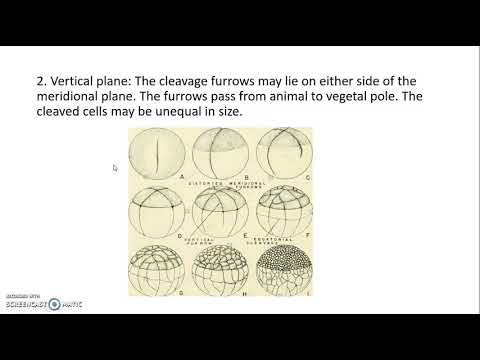 Patterns of cleavage 1