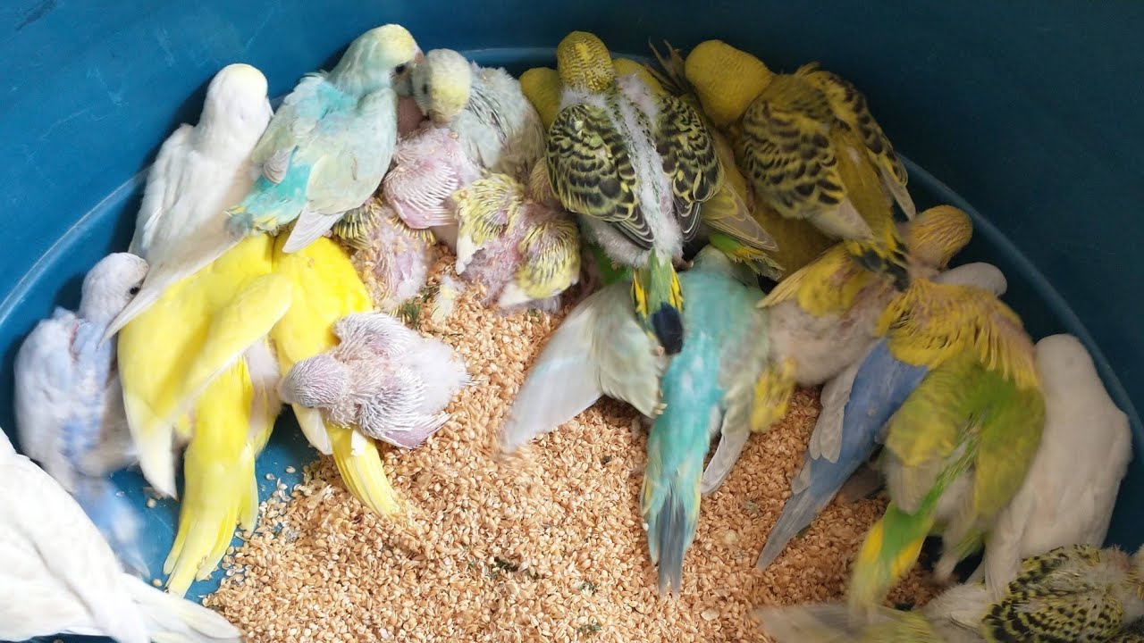 veja como periquito australiano lindos de pena e saúde, farinhada boa ...