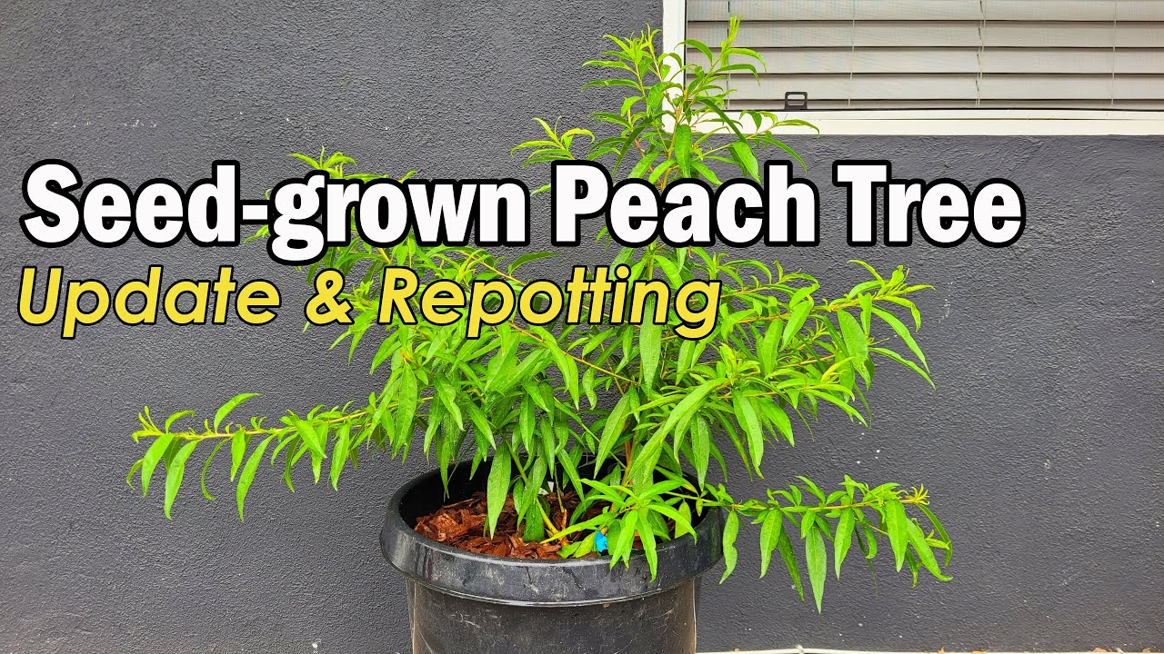 Grow Peach Tree from Pit | Grow Peach Tree from Seed | Peach Seed ...
