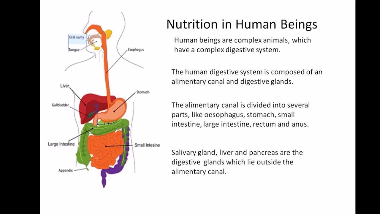 Life Process part2 - YouTube