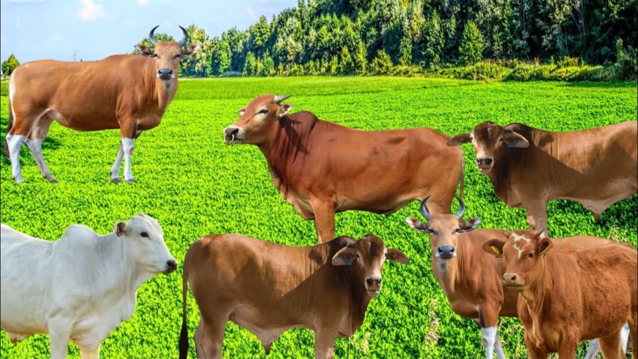 Sapi Lembu Ternak Berkeliaran Di ladang Rumput Yang Hijau - Gembala ...