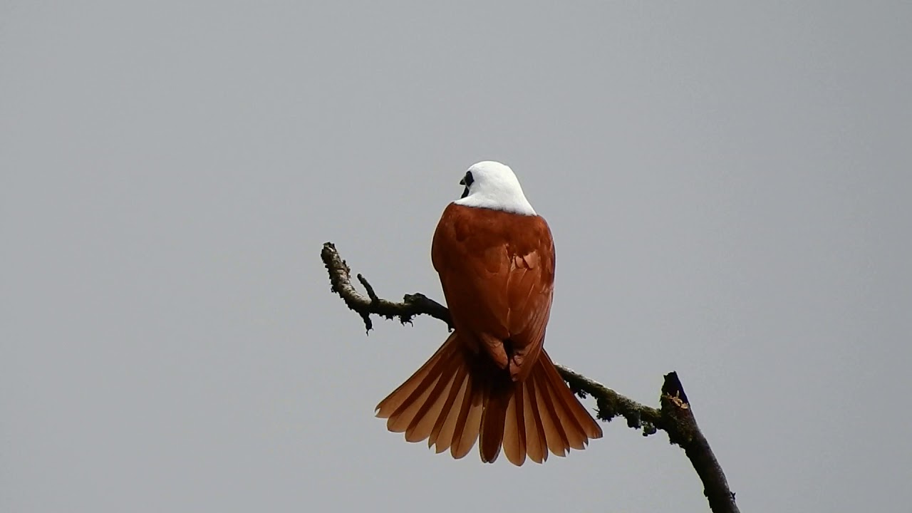 3 wattled Bellbird from Costa Rica terrtorial call 1 - YouTube
