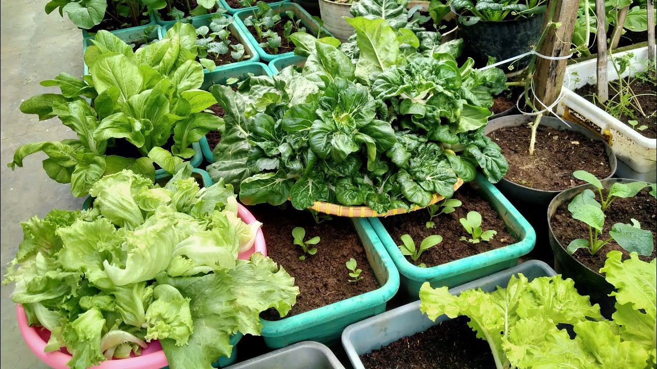 PANEN SWISS CHARD, PAKCOY MINI DAN SELADA CROP...@fambintang22 - YouTube