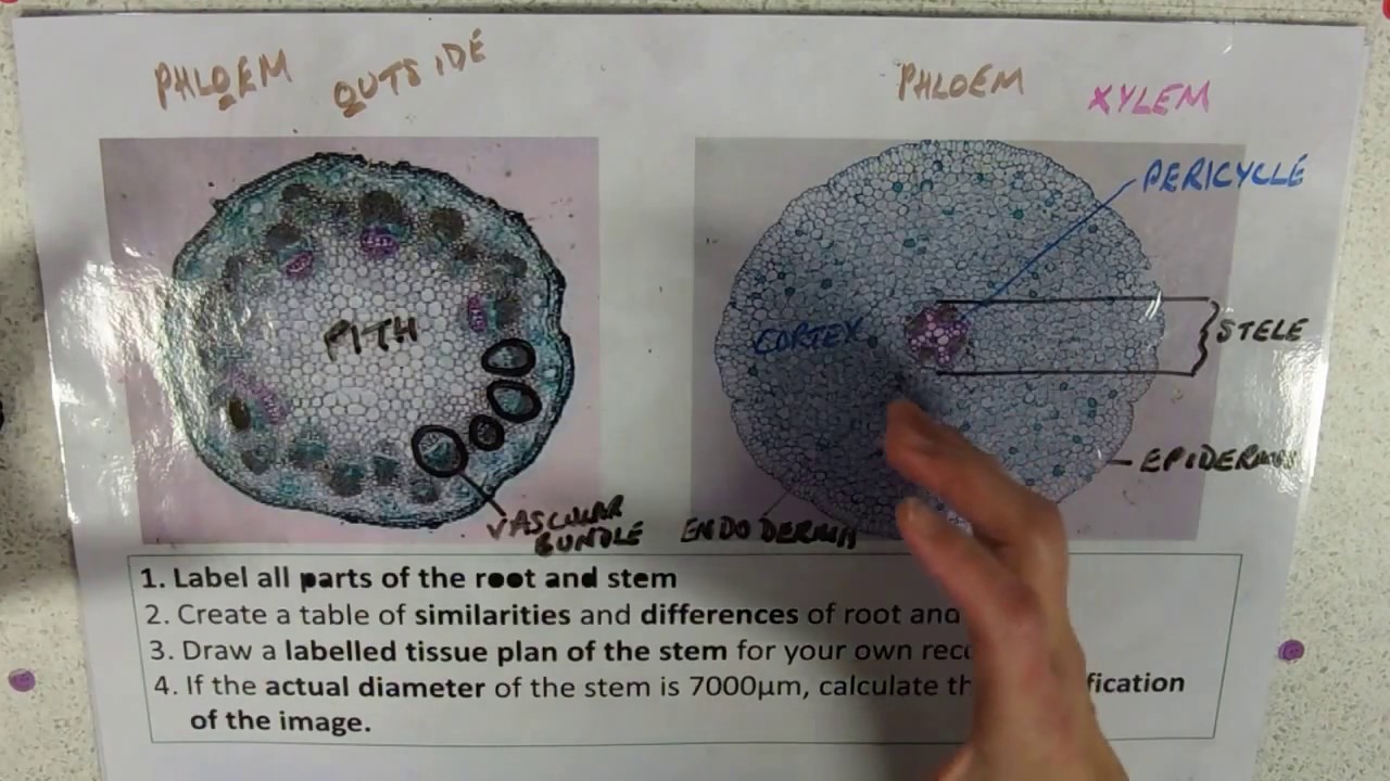 Root and Stem Structure - YouTube