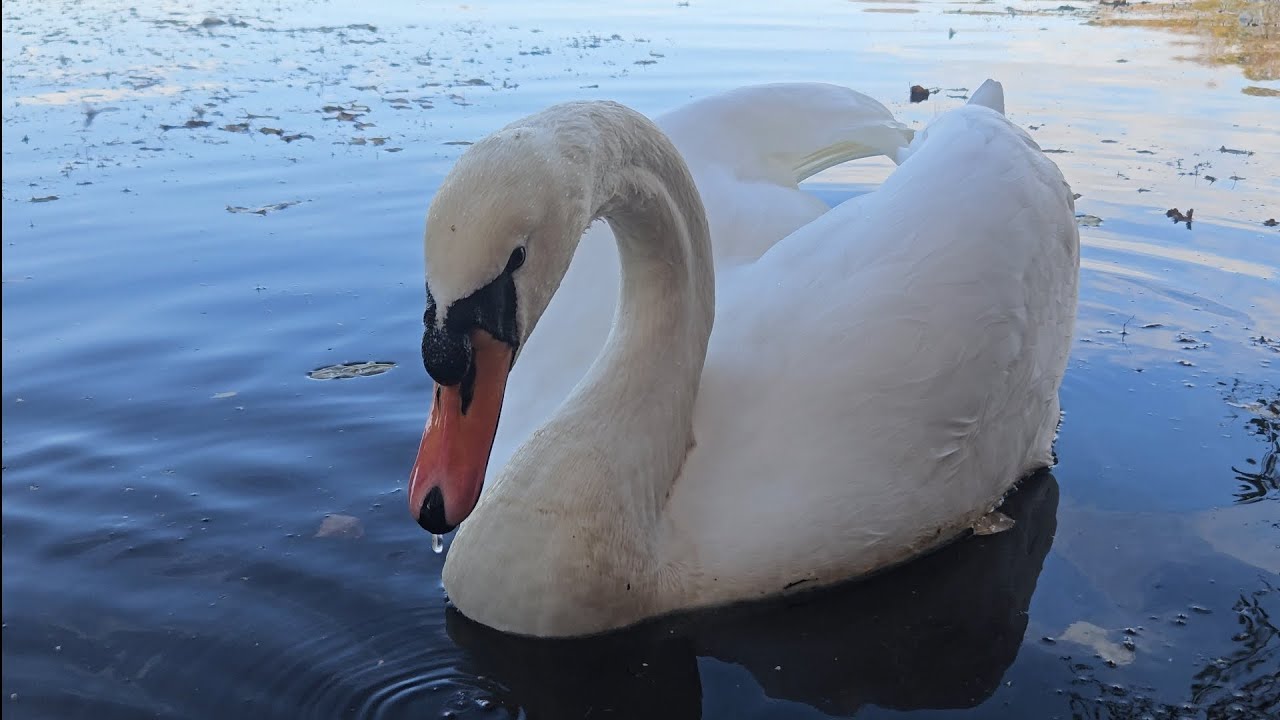 Mute Swan Pair Angus & Ria enjoy their seeds for today, 18th November ...