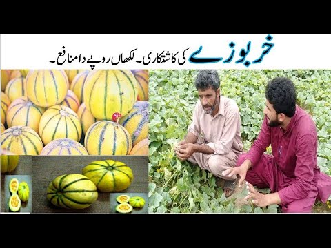 Melon Farming in Pakistan.Farming Tips Melon Growing and harvestخربوزہ ...