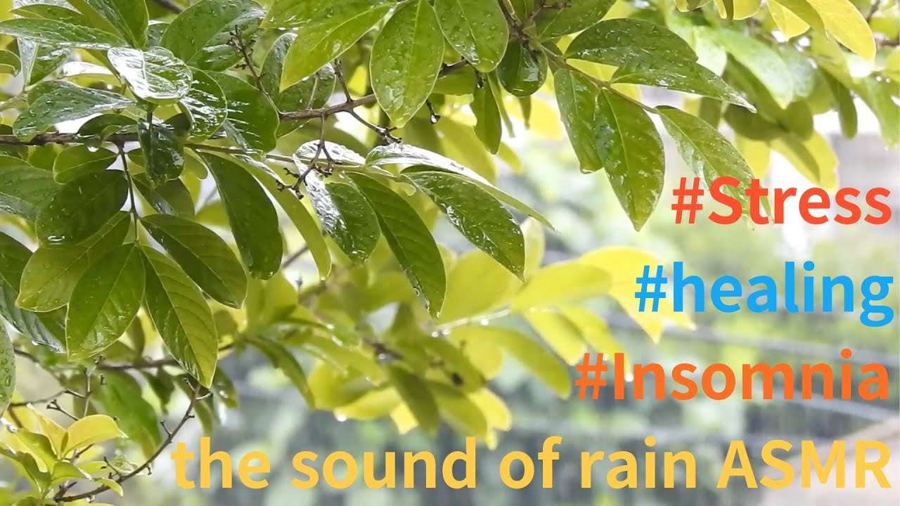 the sound of rain ASMRㅣ빗소리 ASMR - YouTube