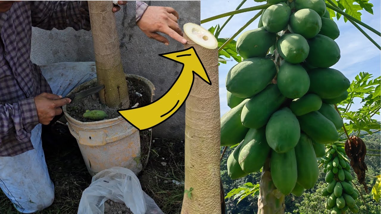 Poda y Capado de Papaya para una cosecha nueva en plantas enanas - YouTube