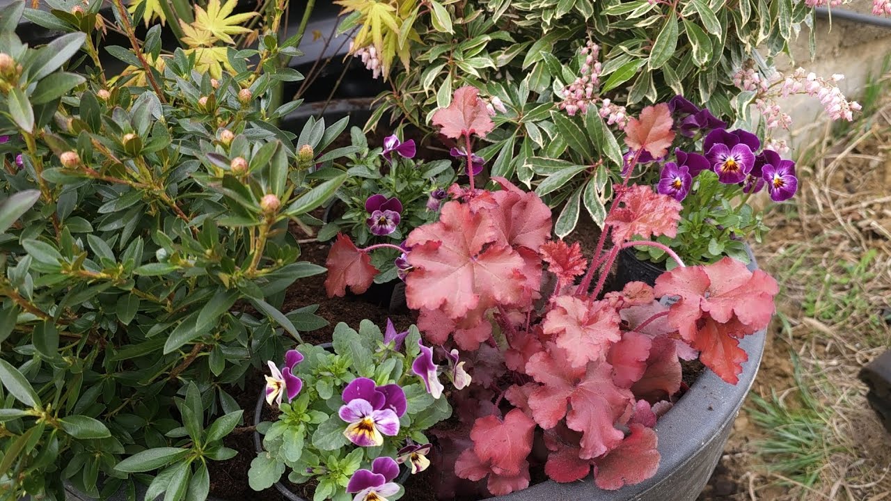 Beautiful Shade Container Garden with Japanese Maple, Pieris ...